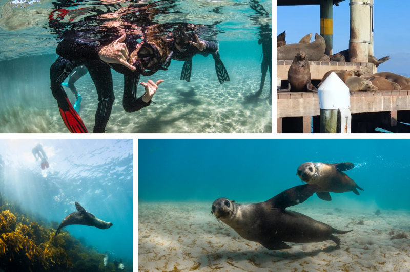 Snorkel And Dive Safari Altona Beach | Snorkeling & Diving